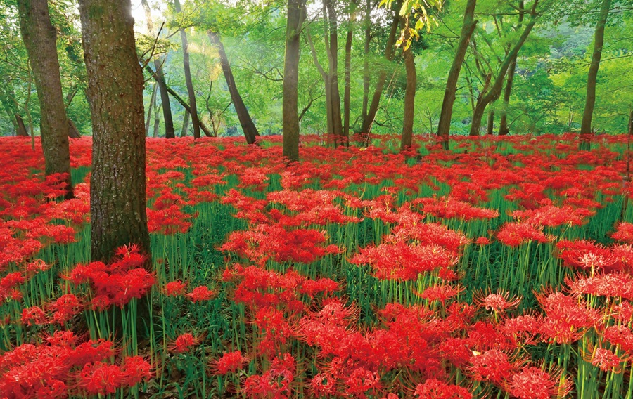 Scenery of Saitama Prefecture (September) - Scenery of Eastern Japan to ...